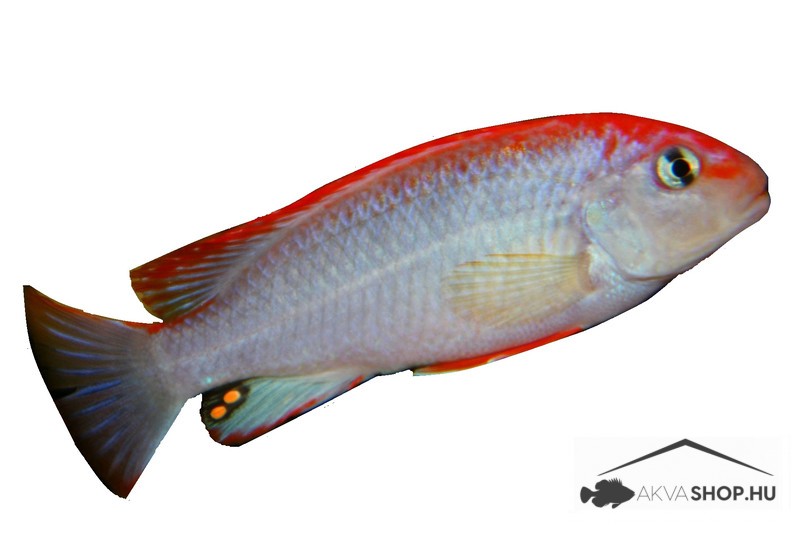 Pseudotropheus Red Top Ndumbi
